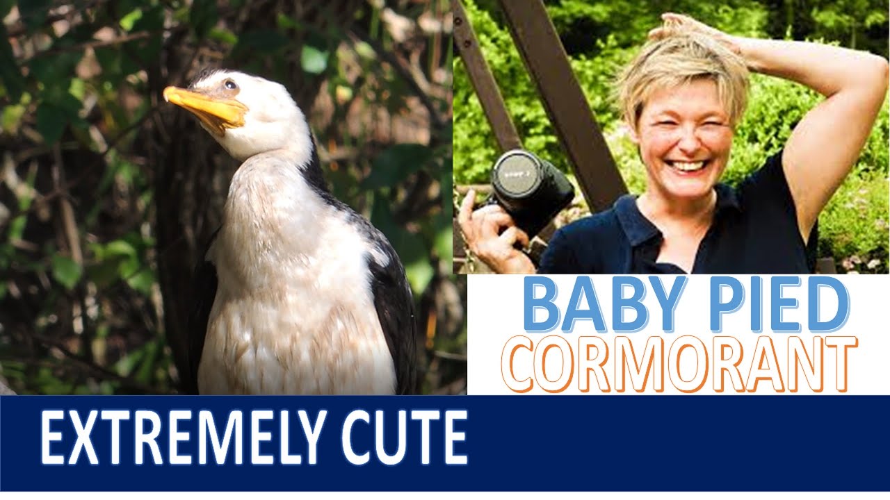 🐦😛Extremely Cute Baby Pied Cormorant | Bird Watching | Birding ...