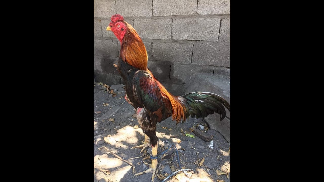 PAANO MAG ALAGA NG SHAMO TOP QUALITY ASEEL BREED -SHAMO ASEEL ROOSTER ...