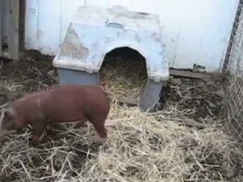 Duroc / Hereford Cross pig at 2 months old - PART 2 - YouTube