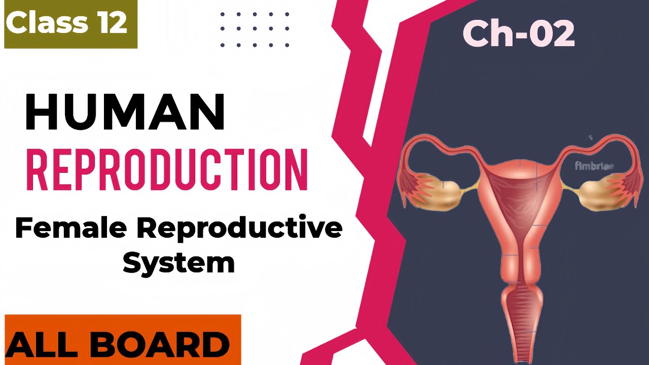 Female Reproductive System | Class 12 Human reproduction Biology Ch-04 ...