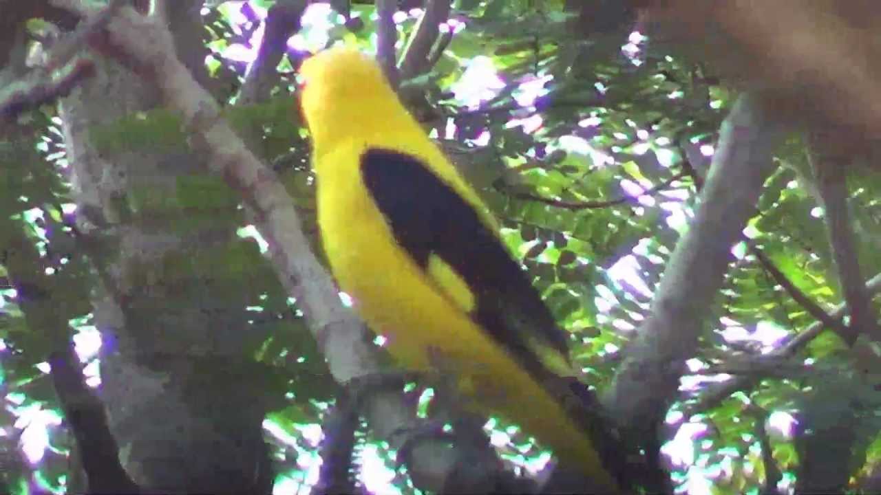 Yellow Color Bird.... - YouTube