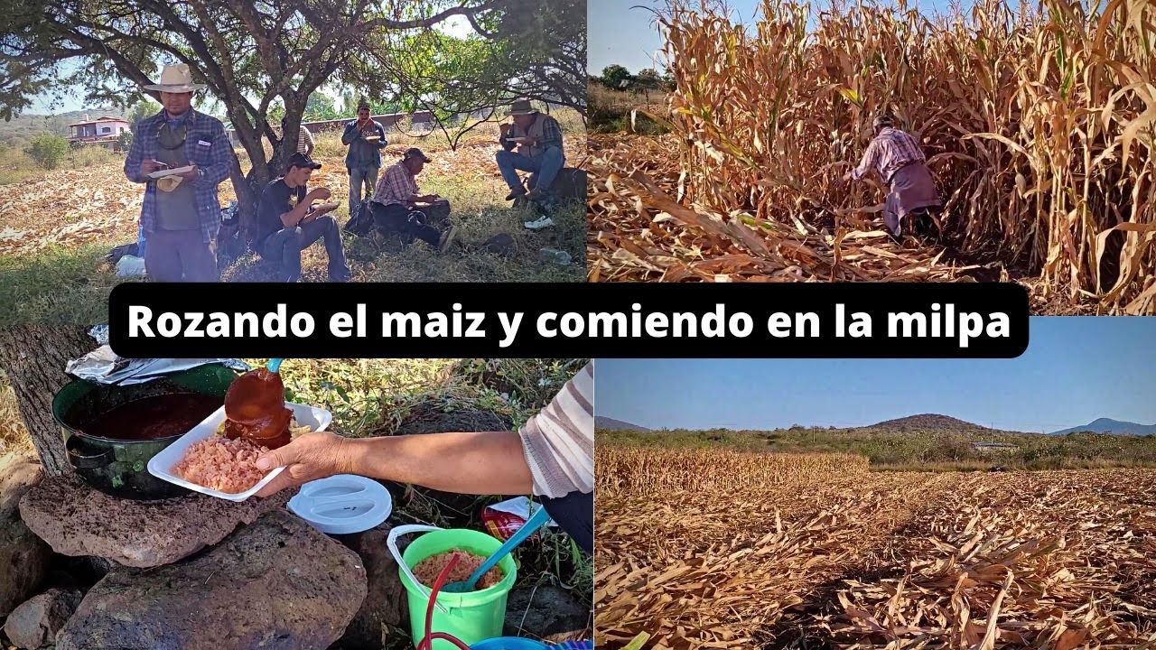 Rozando el maiz y comiendo en la milpa - YouTube