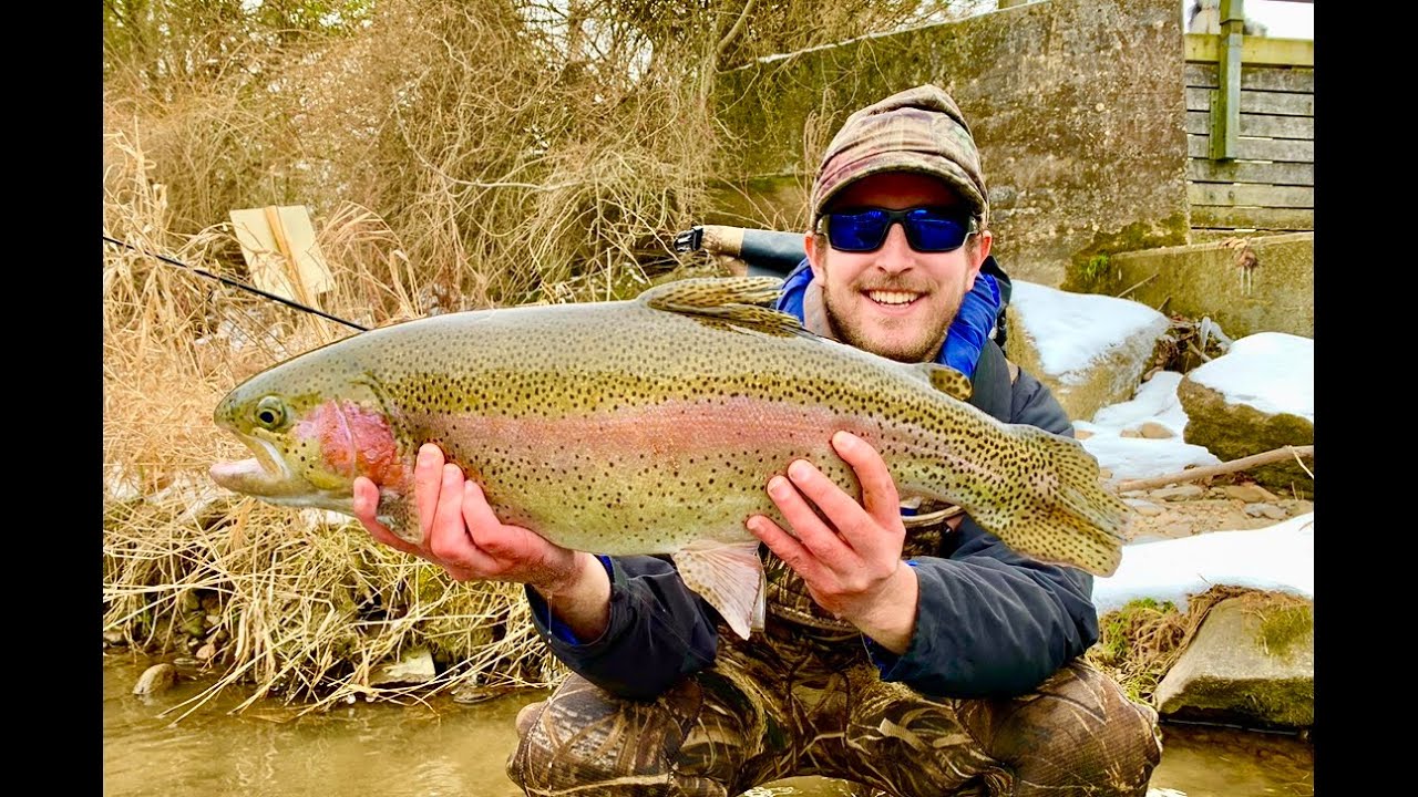 GIANT TROUT (Rainbow Trout) - YouTube