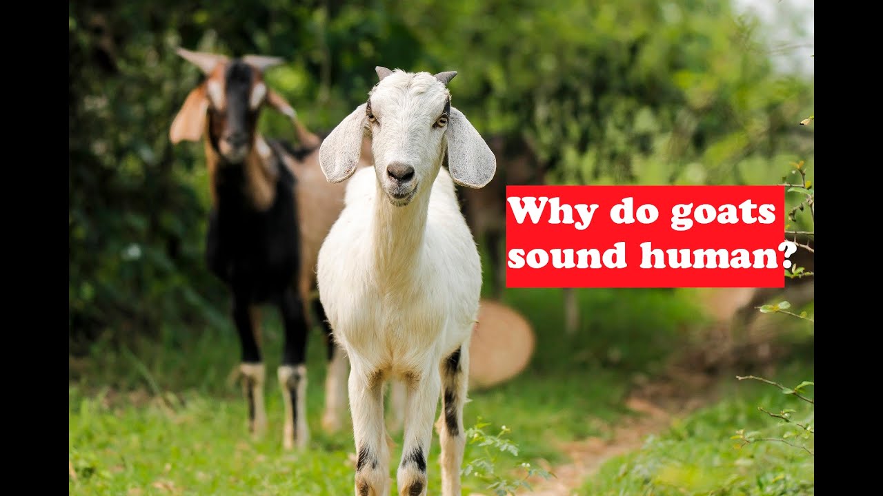 CUTE ANIMALS - What does a goat gives us? - VIDEO GOATS - ANIMALS ...