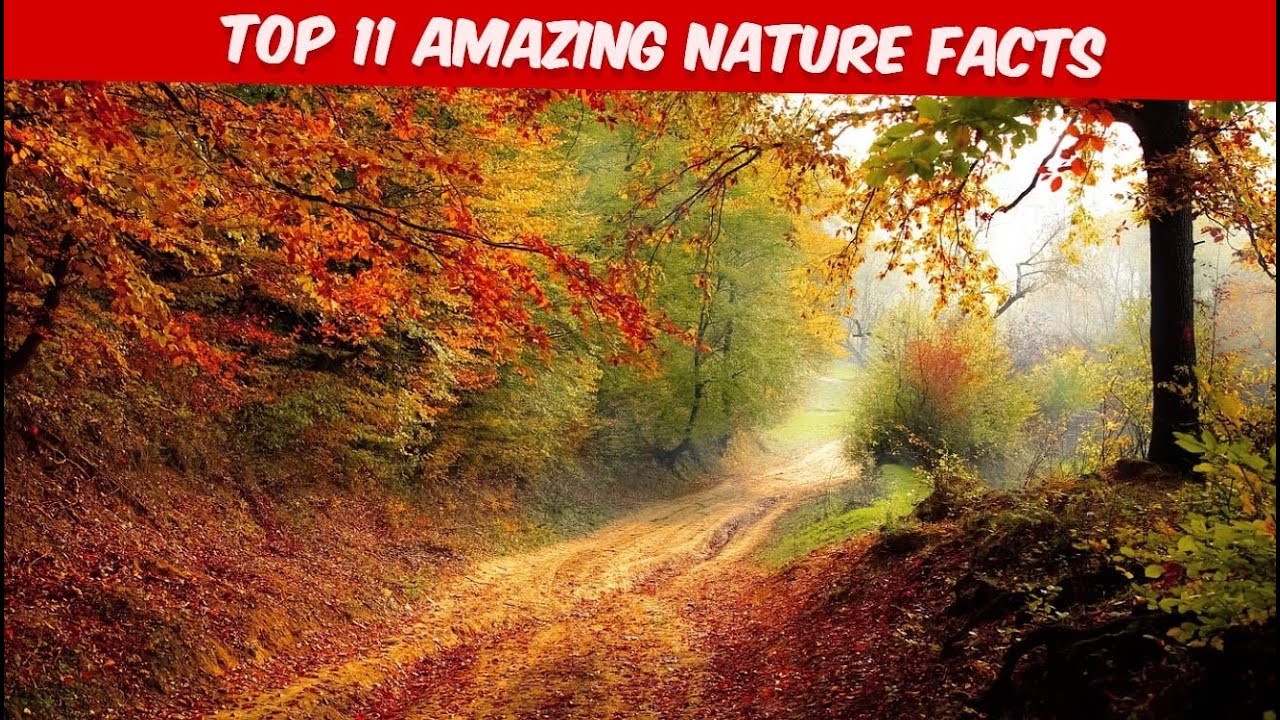 Top 11 Amazing Facts about Nature that will Surprise You - YouTube