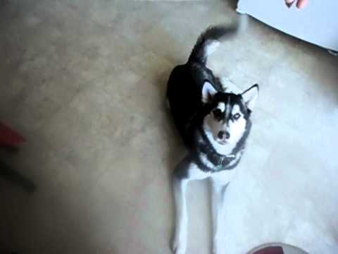 Thor the Alaskan Husky - YouTube