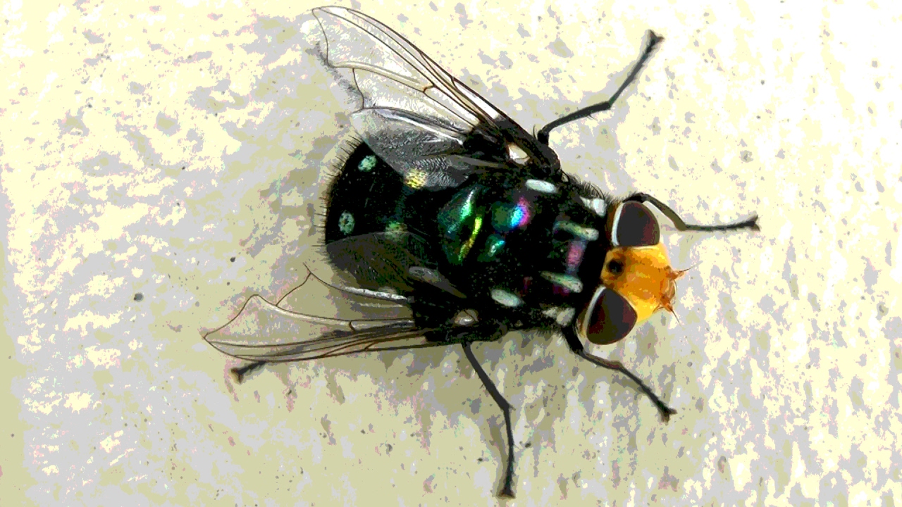Snail Parasite Blowfly - YouTube