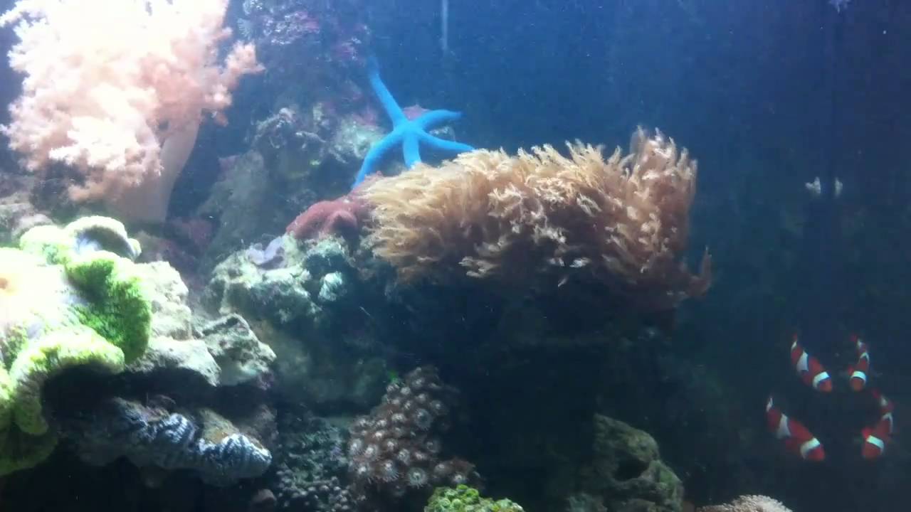 Anthelia sp. Soft Coral - YouTube