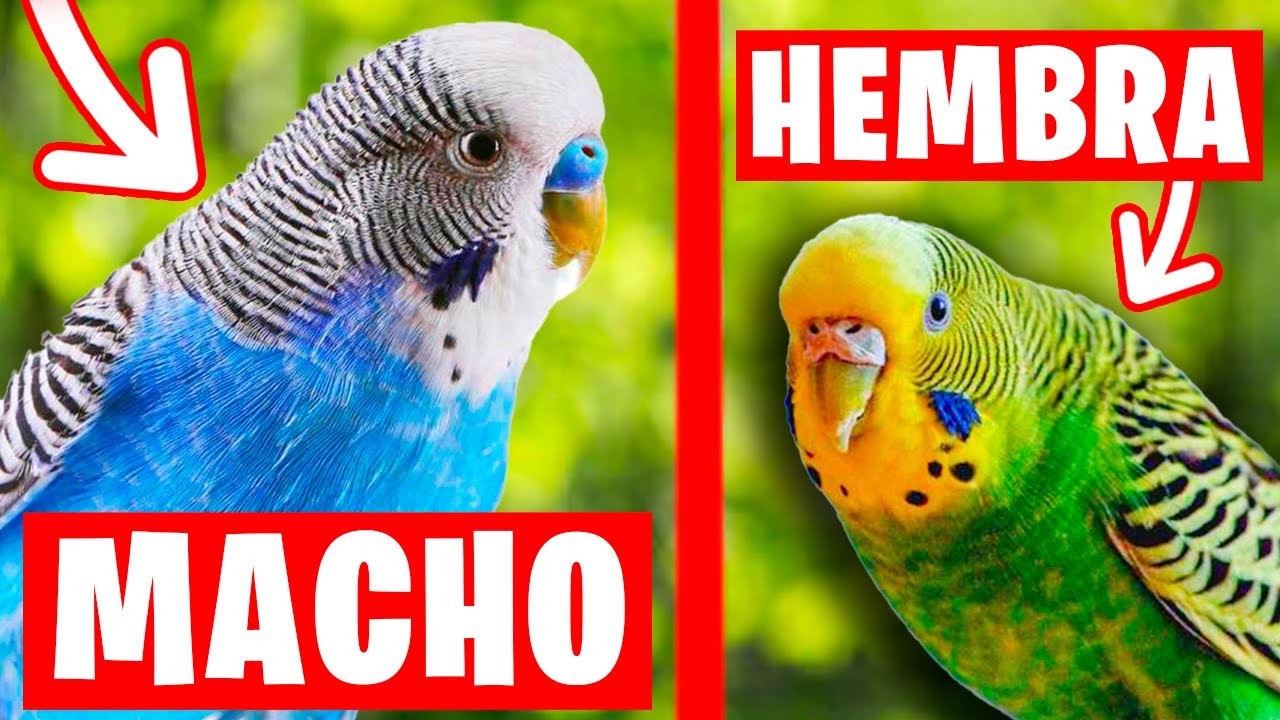 ¿COMO SABER SI UN PERIQUITO ES MACHO O HEMBRA? - YouTube