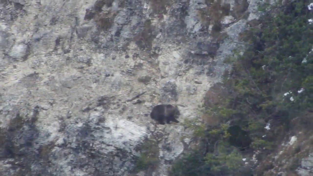 Orso in preparazione al letargo sul Bondone - YouTube
