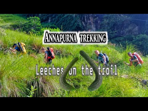 Leech|| Annapurna Trekking|| Prems Nepal Trek||  Chandi Rai