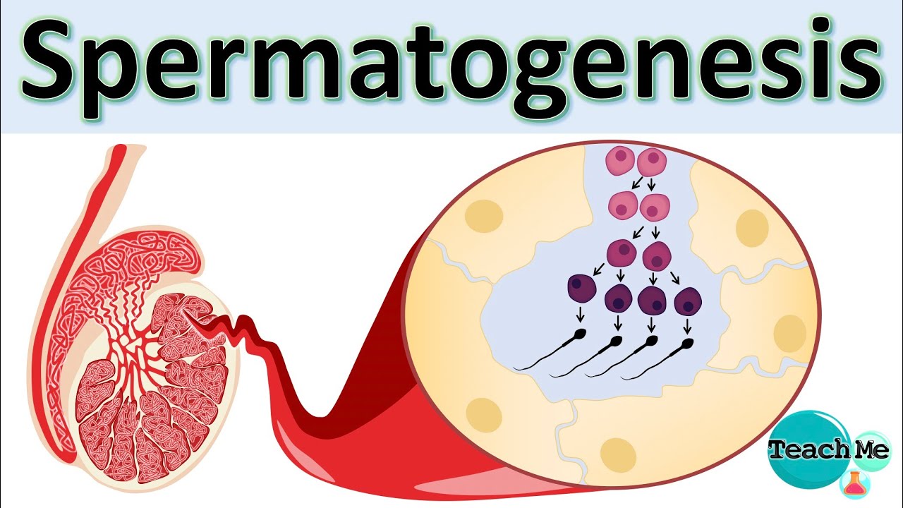 Spermatogenesis - YouTube