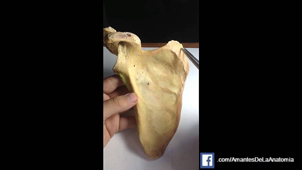Anatomía Humana- Escápula (Omóplato) Osteología- Morfología e ...