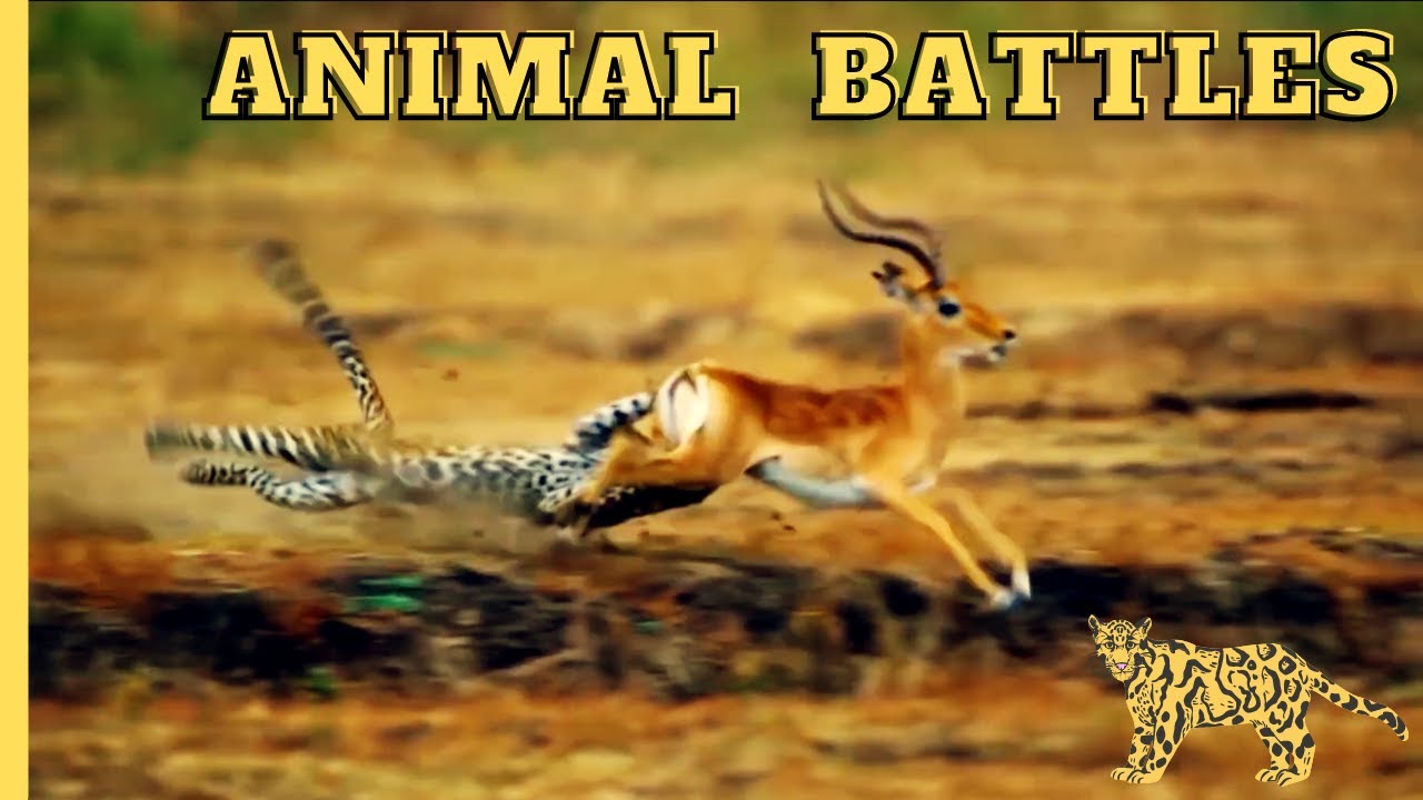 Insane Animal Battles Recorded On Camera I Wild Animal Fights - YouTube