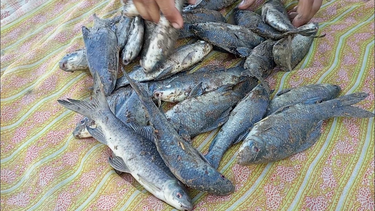 Amazing Night Fish Hunting In River| Net Fishing Catching Big Fish And ...