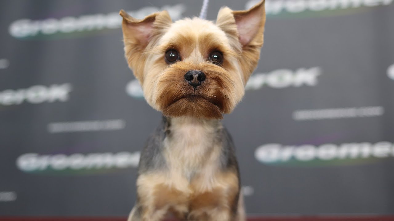 Yorkie Haircut Who Is Afraid Of Grooming | Yorkie Grooming - YouTube