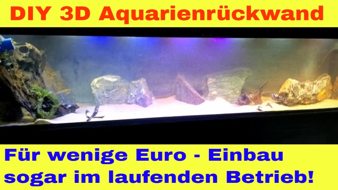 Aquarium 3d Ruckwand Selber Bauen