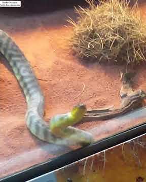 SNAKE ENCOUNTER IN PERTH ZOO AUSTRALIA SERPENT SNAKE - YouTube