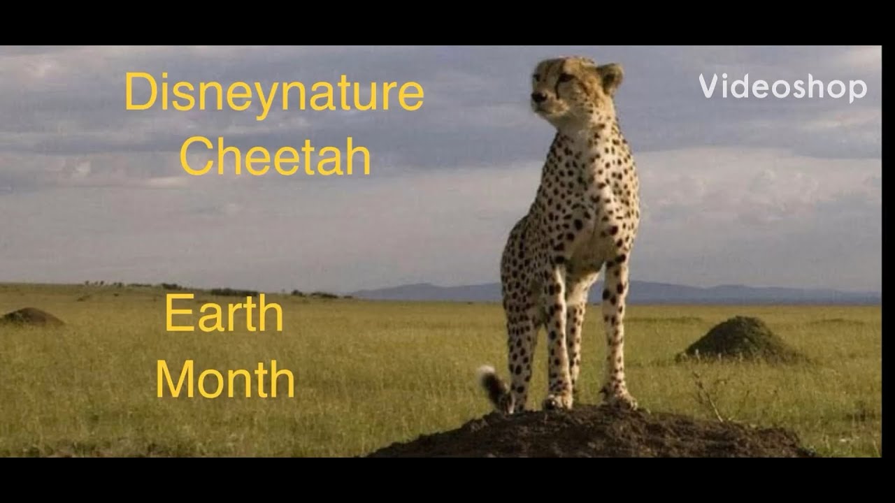 MovieFlick| Disneynature Cheetah Coming This Earth Month 2024 - YouTube
