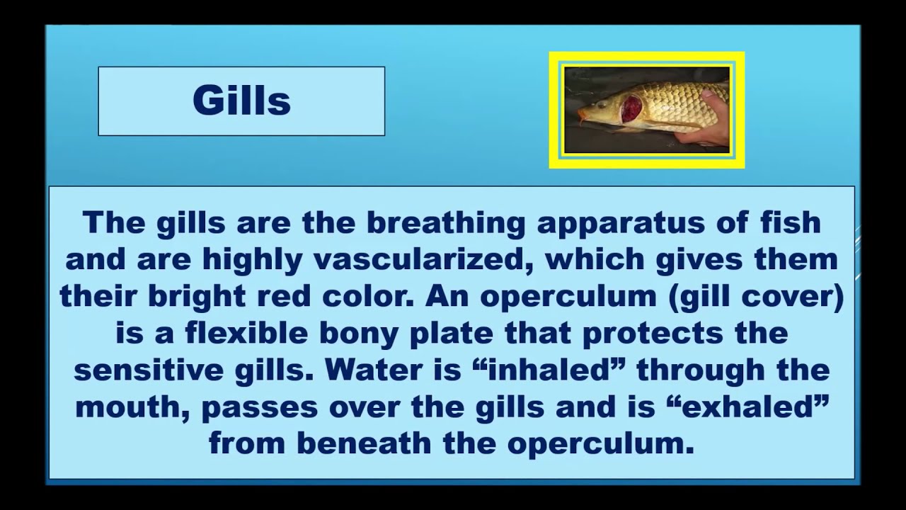 Body Parts Of Fish And Its Function And Facts YouTube Body Parts Of Fish And Its Function And Facts YouTube