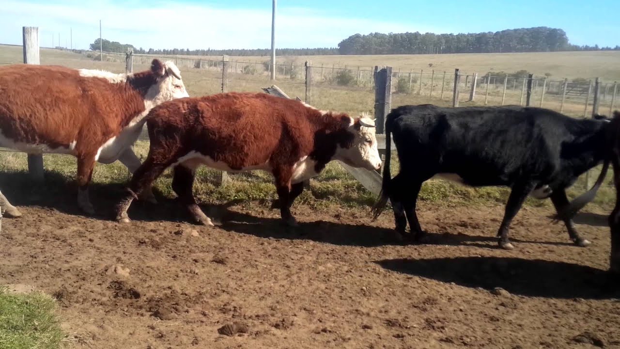 15 ago 2014 vacas preñadas Mariscala - YouTube