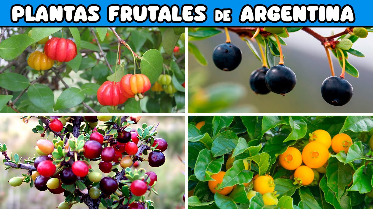 10 FRUTOS COMESTIBLES NATIVOS de ARGENTINA - YouTube