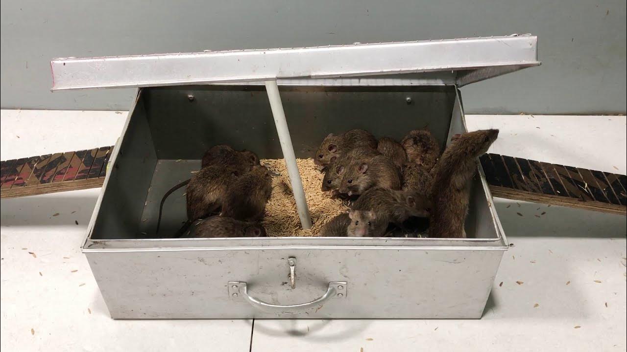 Rat Trap Water π 7 Mice In Trapped π Mouse Rat Trap π Easy Make A Best
