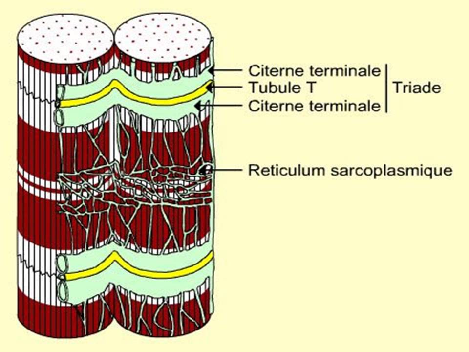 HISTOLOGIE Tissu musculaire - YouTube