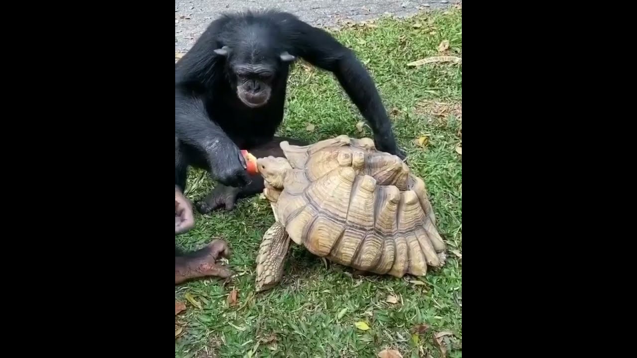 Monkey & tortoise eating with - YouTube