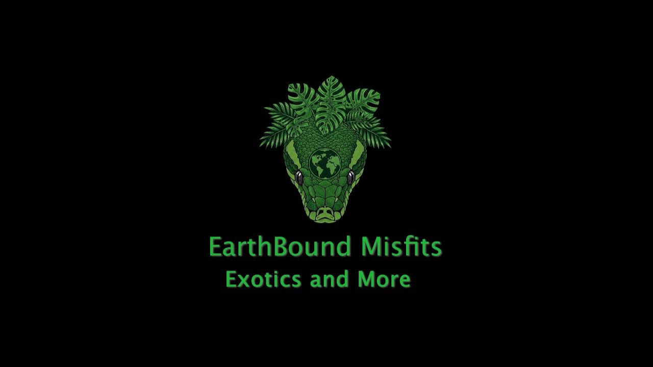 Unboxing a new Ball Python sent to us from a well known Python enthusiast! - YouTube