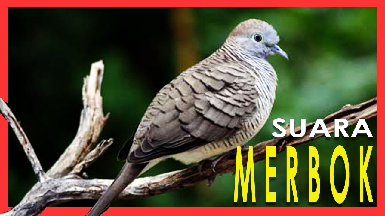 Suara Burung Merbok - Zebra Dove Bird Sound - YouTube