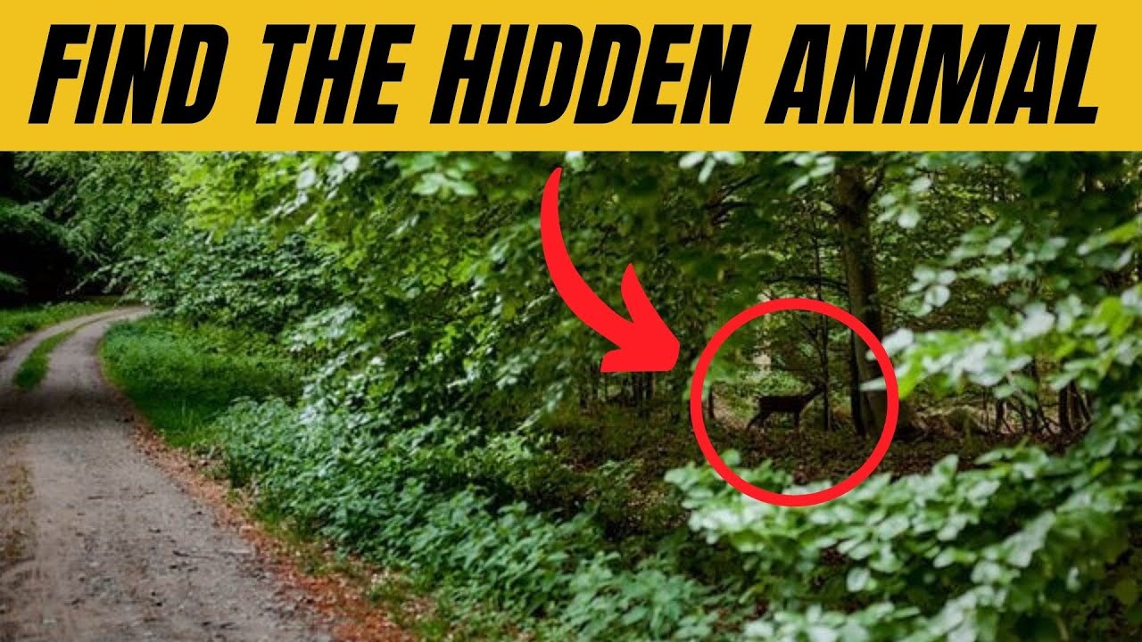 Find the Hidden Animal - QUIZ - YouTube