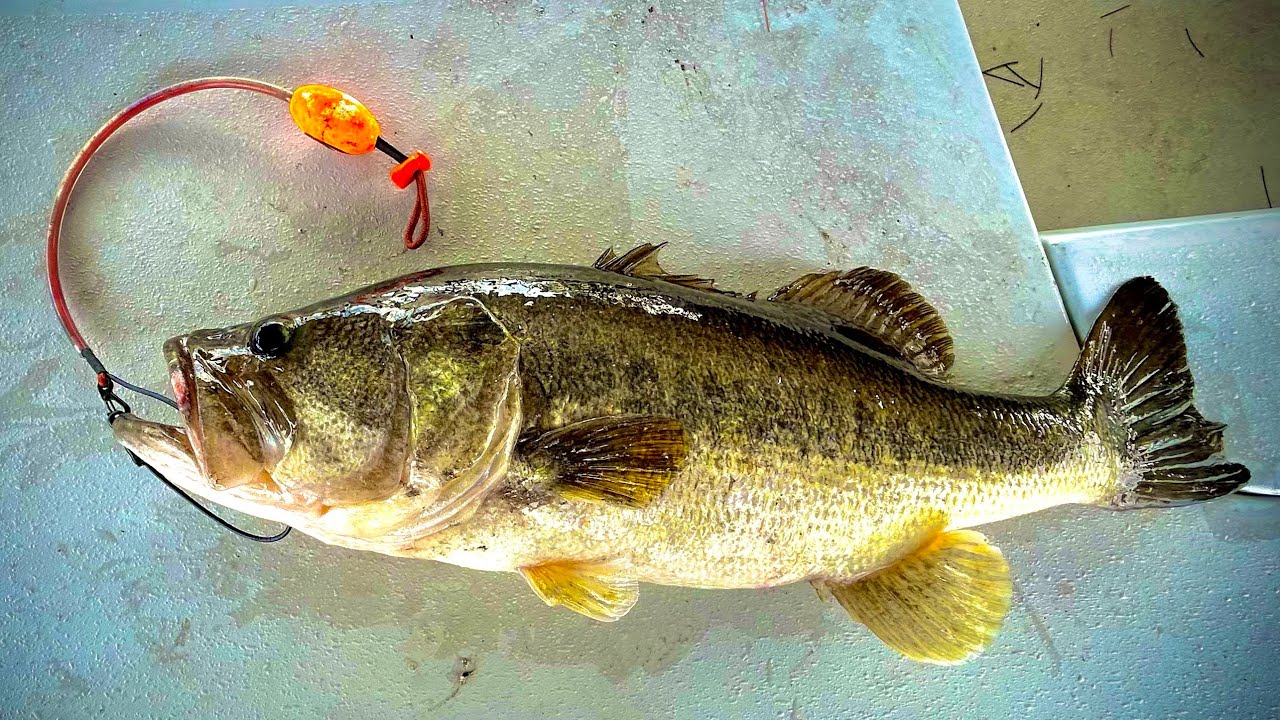 *NEW* These Cull Tags are a GAME CHANGER!! - YouTube