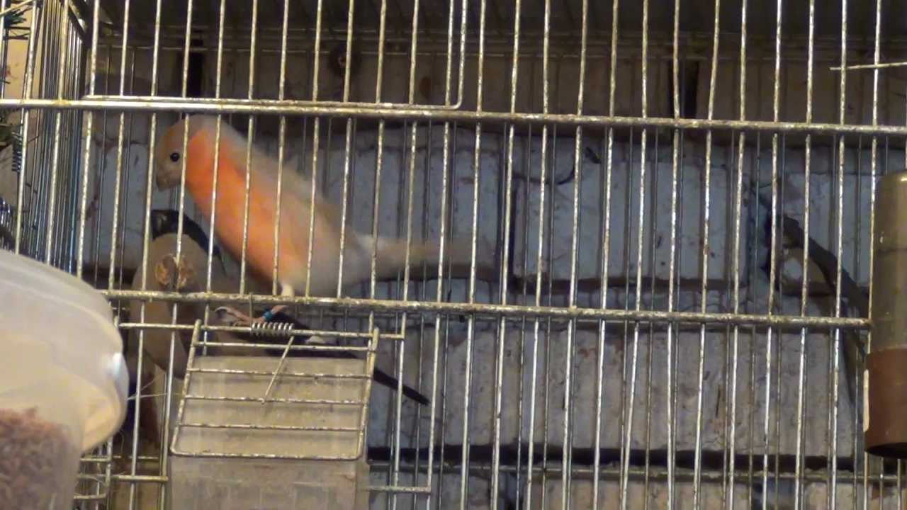 mugurari 3 - YouTube