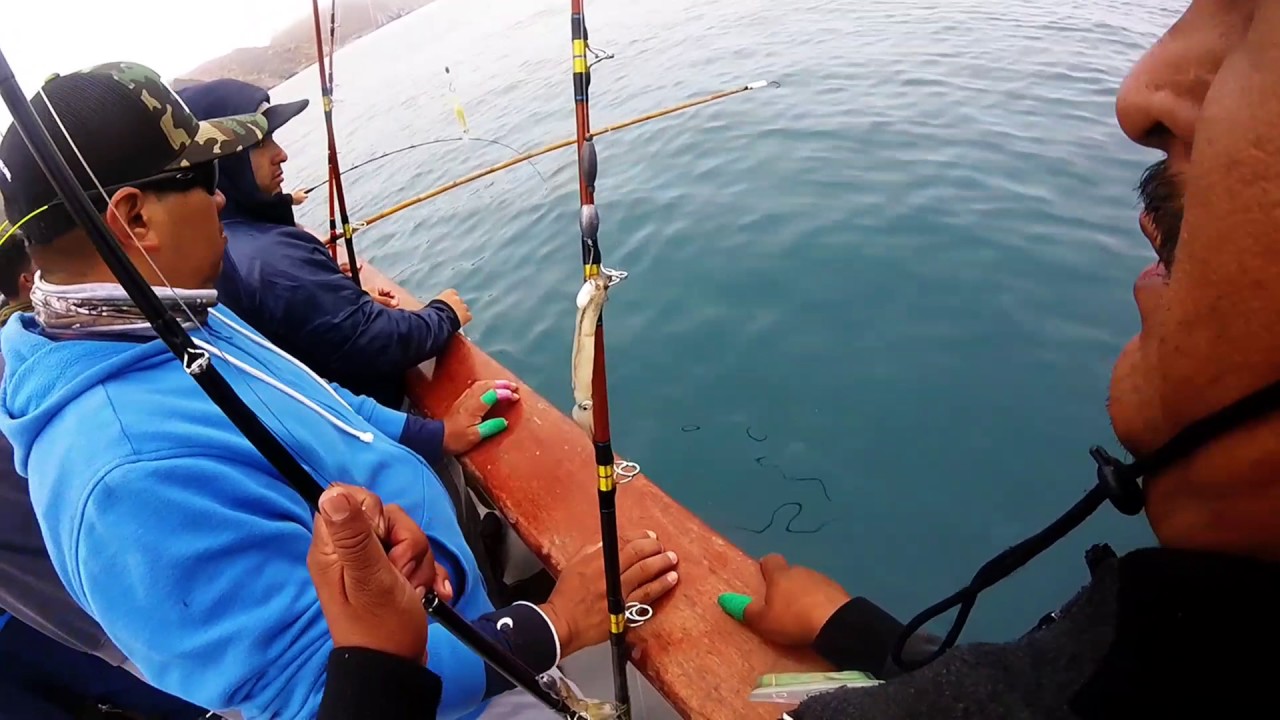 Pesca de yellowtail en el Pursuit! Con los amigos - YouTube