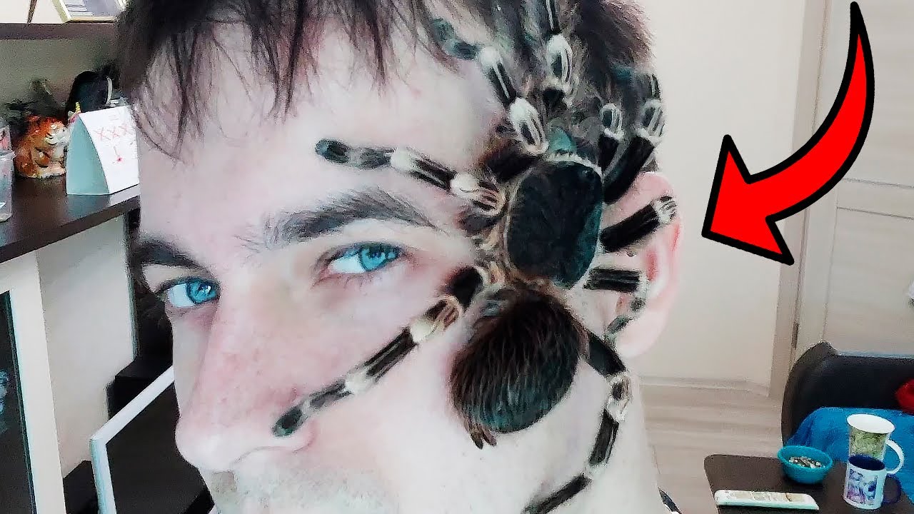 Tarantula on the Face - Treating Arachnophobia - YouTube