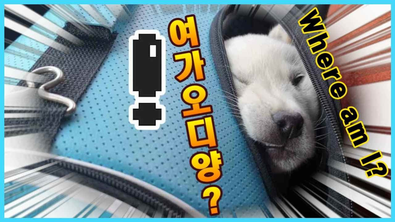ENG )아기진돗개는 처음이라~오늘부터1일(반전주의)I'm the first baby Jindo dog. - YouTube