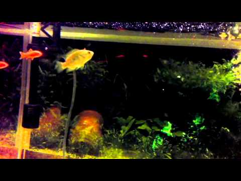 Aztec Cichlid Day 4 - YouTube