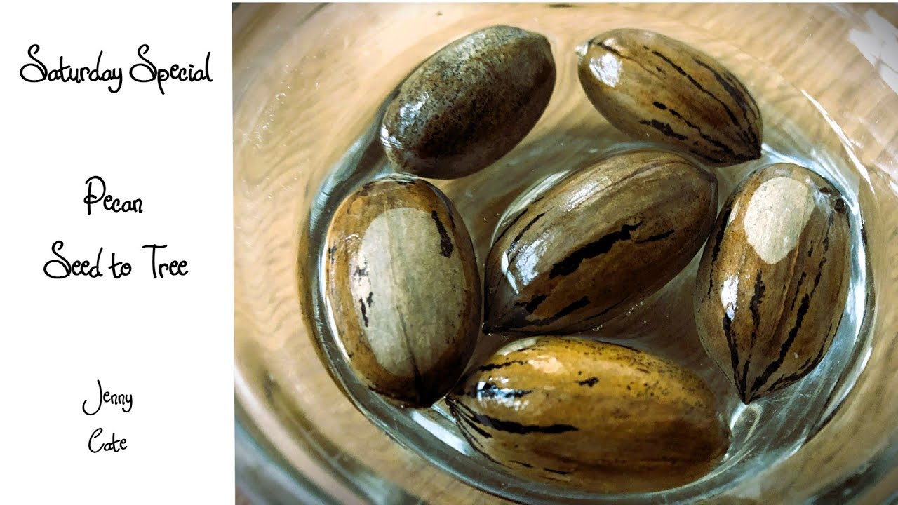 Growing Pecan Seed to Tree - YouTube