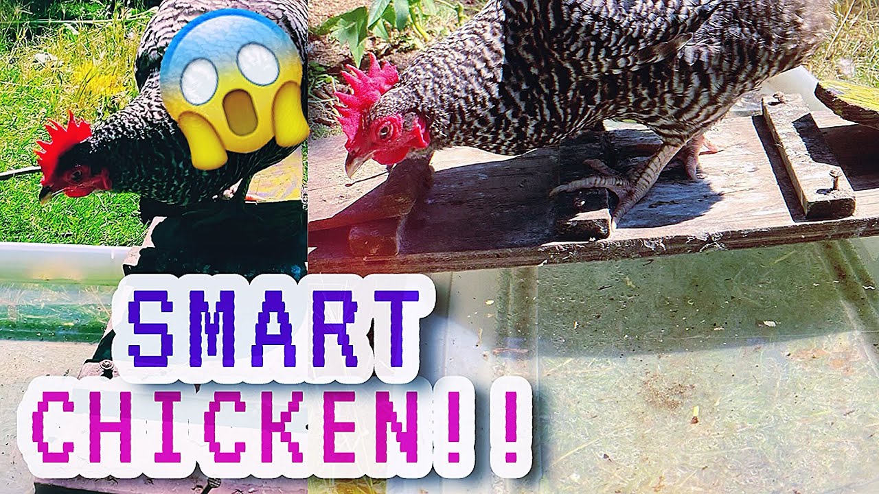Bridge for a blind chicken! - YouTube