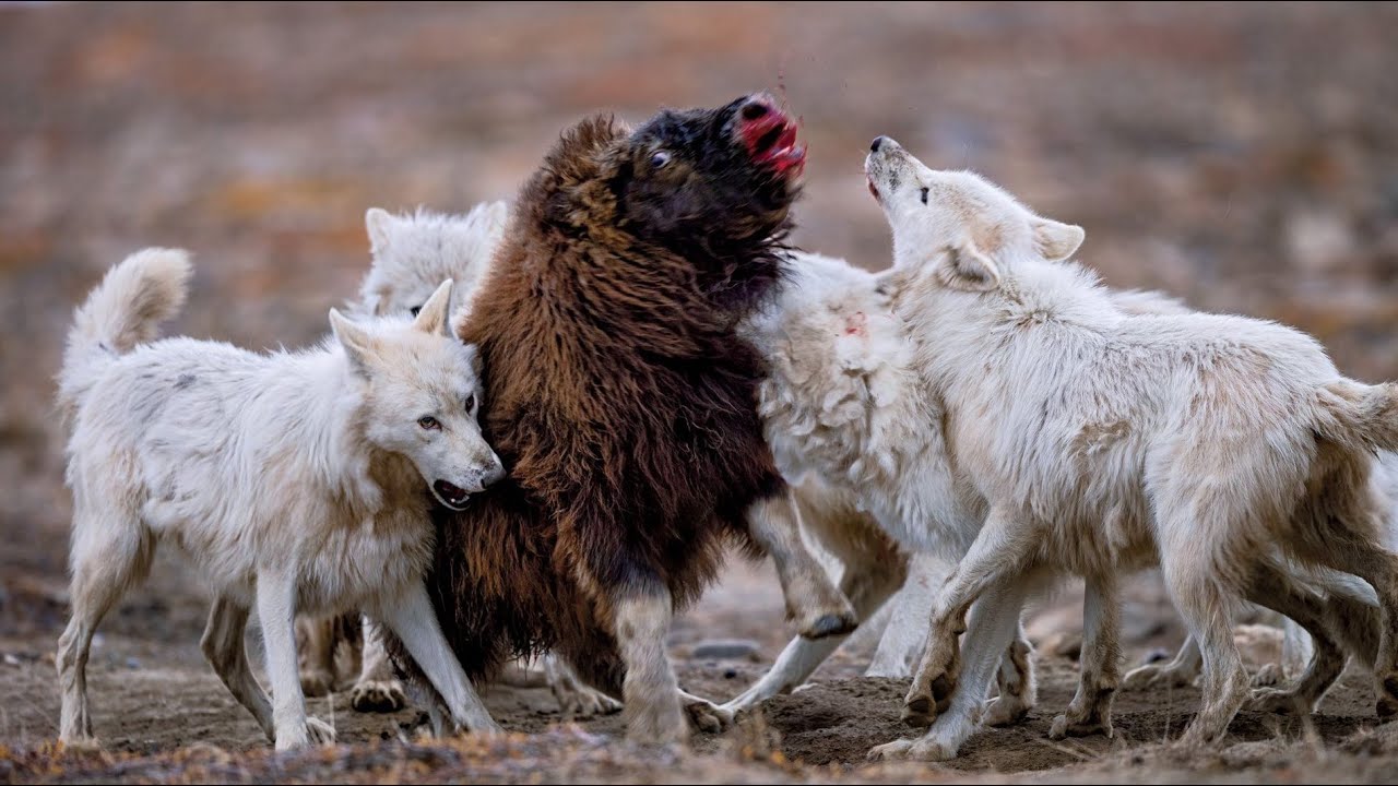 12 Times When Wolves Brutally Attacking Their Prey - YouTube