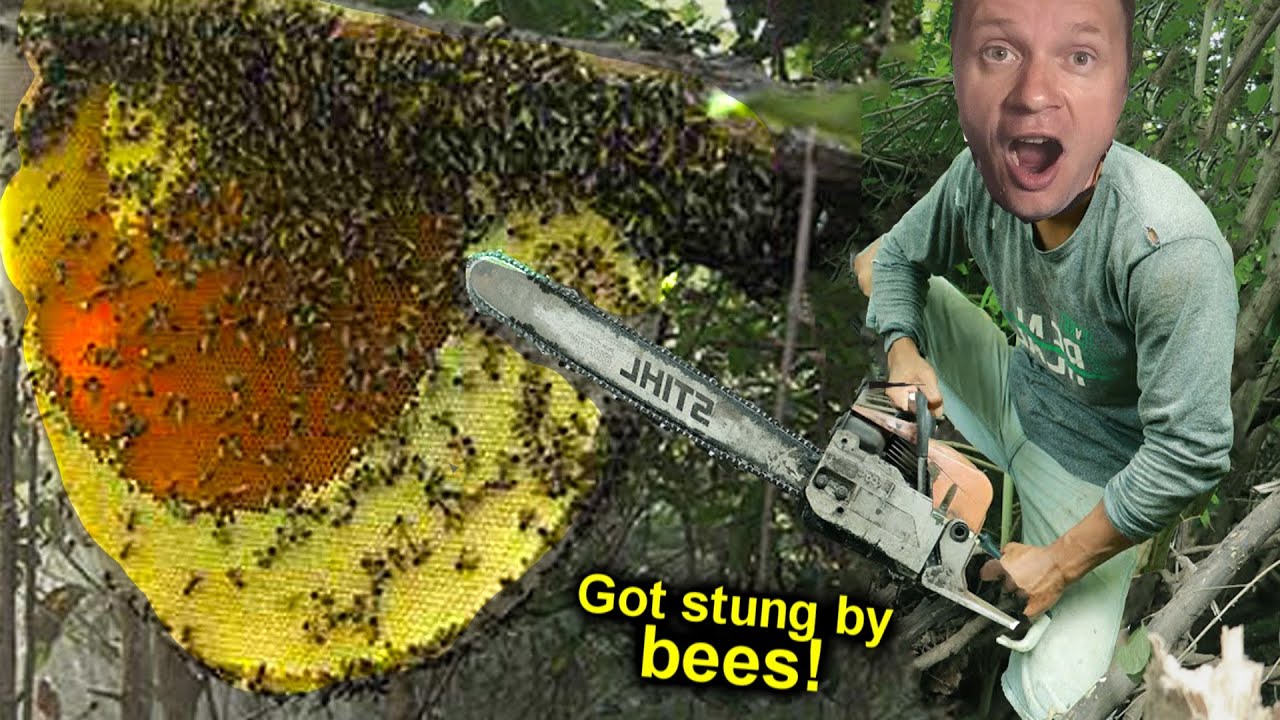 Found a HUGE WILD BEES HIVE 🐝BITTEN RIGHT ON A TREE ☠️ FEVER and ...