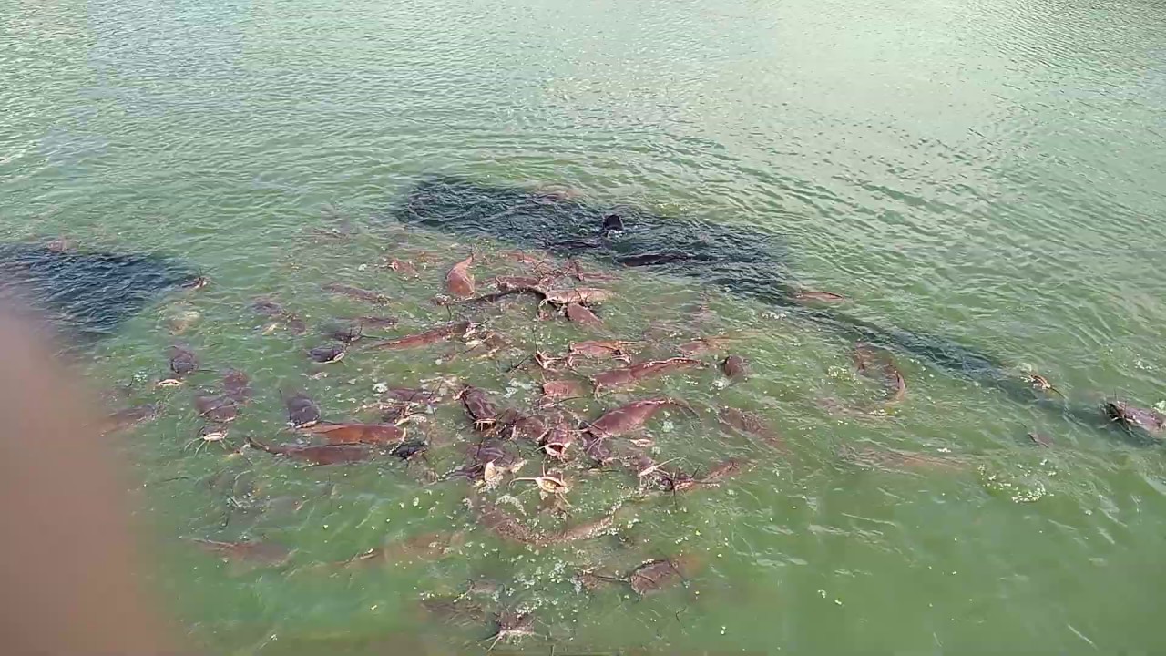Too many fish in Kamal Pokhari Kathmandu Nepal - YouTube