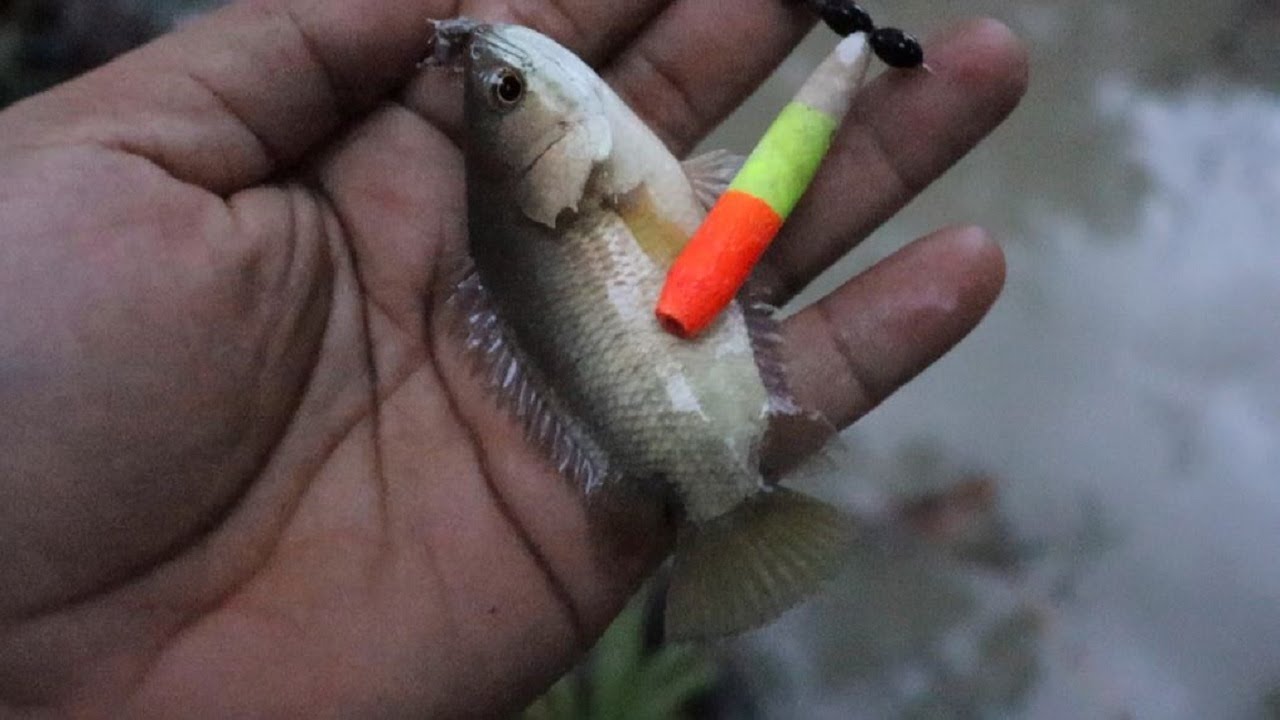 Fishing for climbing perch fish at evening - YouTube