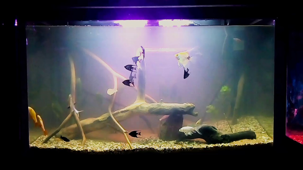 Natural plants Angel fish Aquarium by Creative interio Part 1 - YouTube