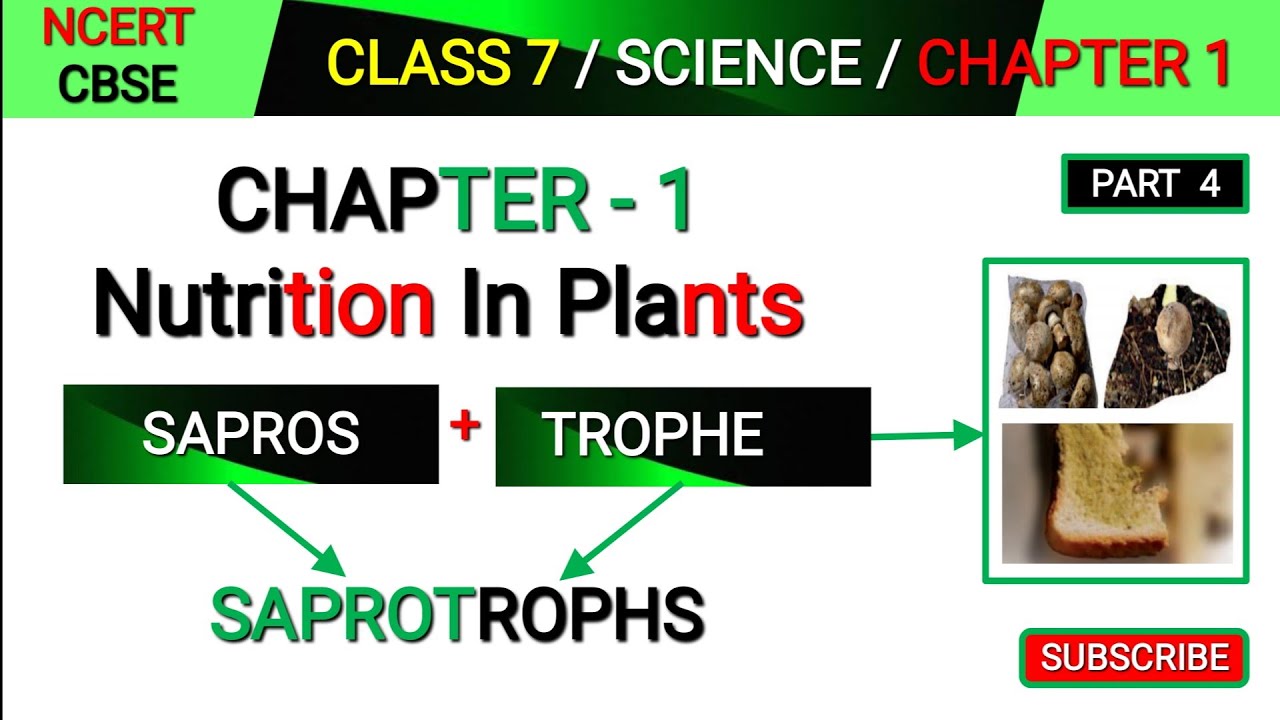 Saprotrophs | Class 7 Science Chapter 1 | Nutrition in plants | Mode of ...