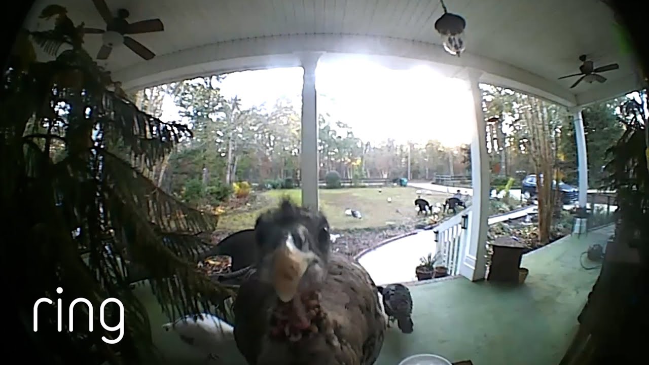 Turkey Gets Farmer’s Attention With Ring Doorbell | RingTV - YouTube