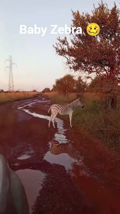 When even the babies are keeping you from getting home🥴🤭 #zebra #game # ...