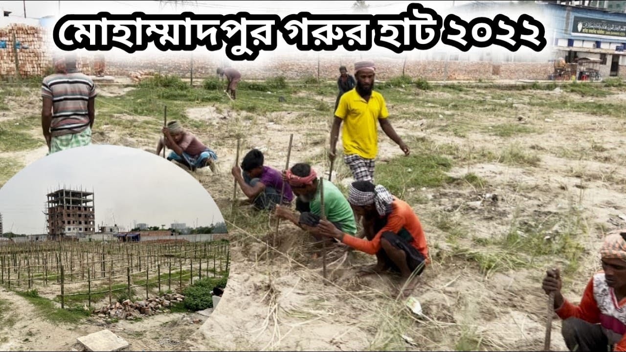মোহাম্মাদপুর গরুর হাট এর কাজ শুরু হয়ে গেসে | Mohammadpur Bosila Gorur ...