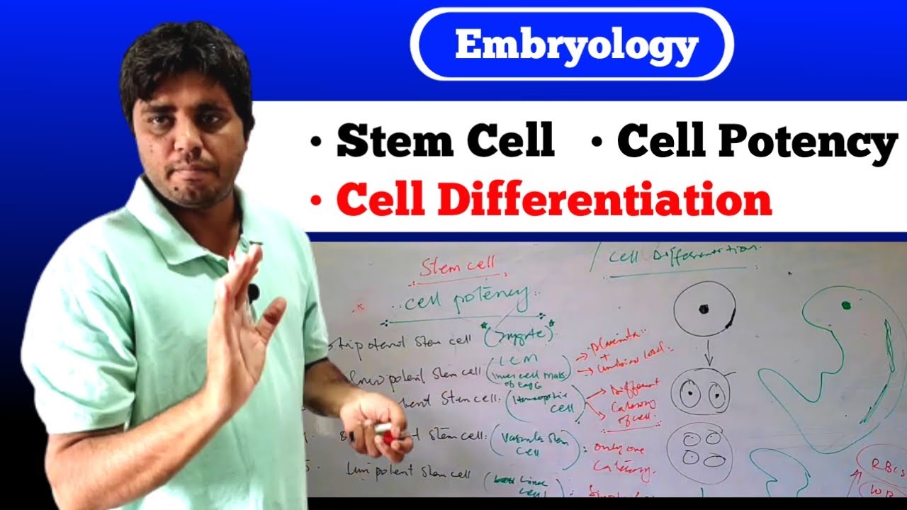 Stem cells/Cell differentiation/Cell potency - YouTube